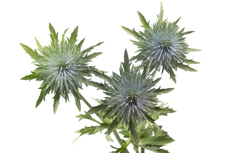 Three Thistles stock photo. Image of trails, potential - 118887750