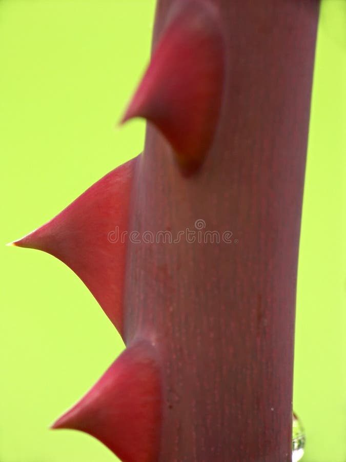 Three thorns stock image. Image of nature, rain, extreme - 238119