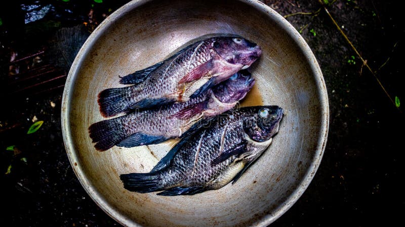 Three Tilapia Fish Ready To Be Grilled Stock Image - Image of dill ...