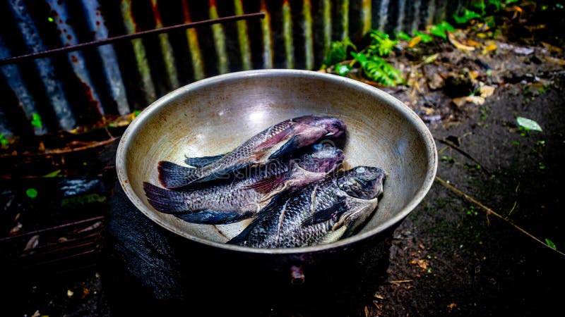Three Tilapia Fish Ready Grilled Stock Photos - Free & Royalty-Free ...