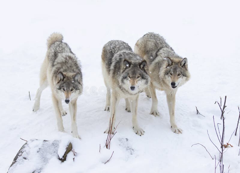 Pack of wolves stock illustration. Illustration of animals - 4178330