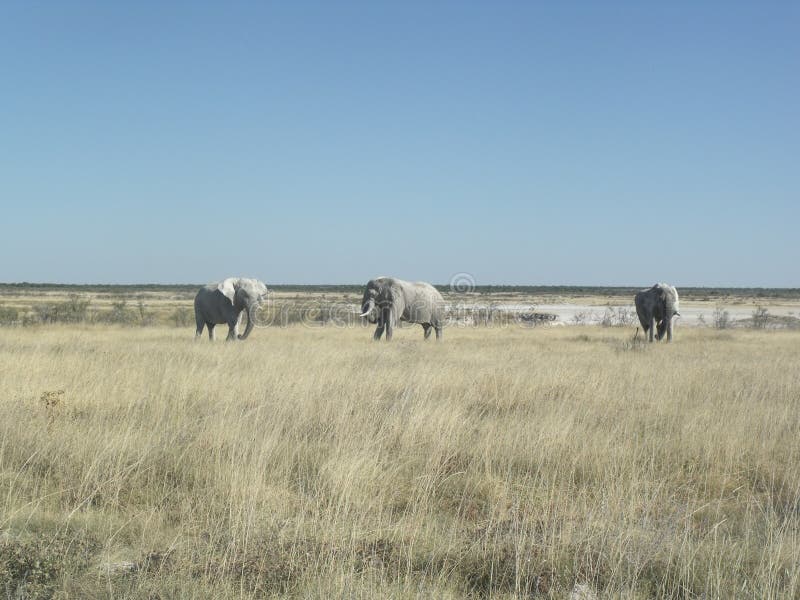 Three Elephants in Etosha Namibia Stock Image - Image of elephant, nice ...