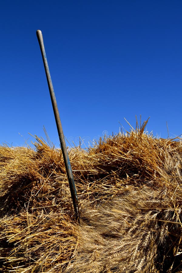 Three Tined Pitch Fork Stuck in a Grain Bundle Stock Photo - Image of ...