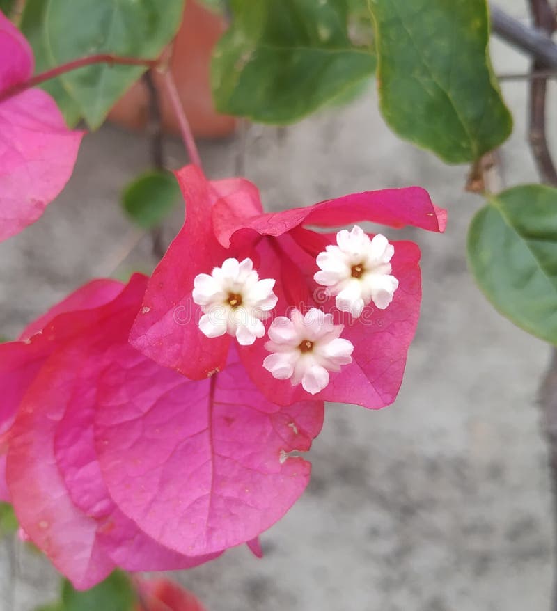 Three tiny flowers stock image. Image of tiny, plant - 204209213