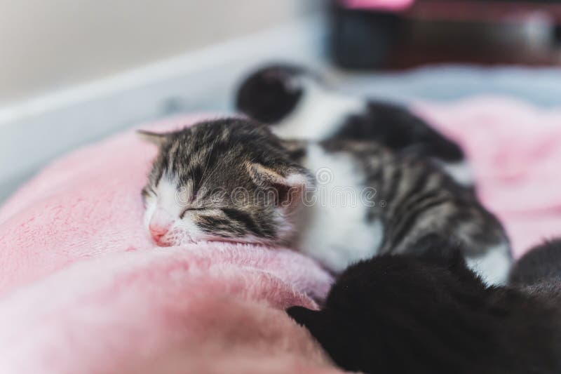 Three Tiny Newborn Kittens Sleeping on a Pink Blanket Stock Image ...