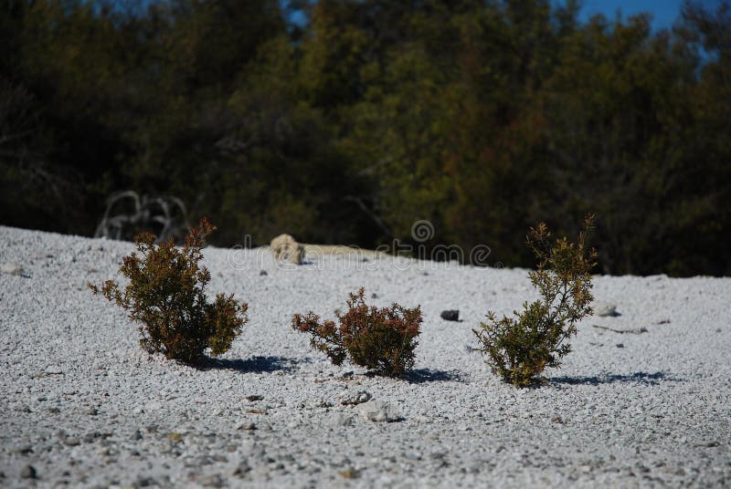 3 Shrubs in a Row stock image. Image of bushes, trees - 117238569