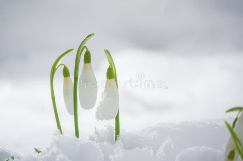 Three Tiny Snowdrop Flowers Stock Image - Image of spring, flower ...