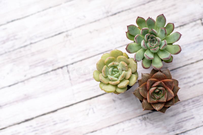 Three Tiny Succulent Plants Grouped Together Stock Image - Image of ...