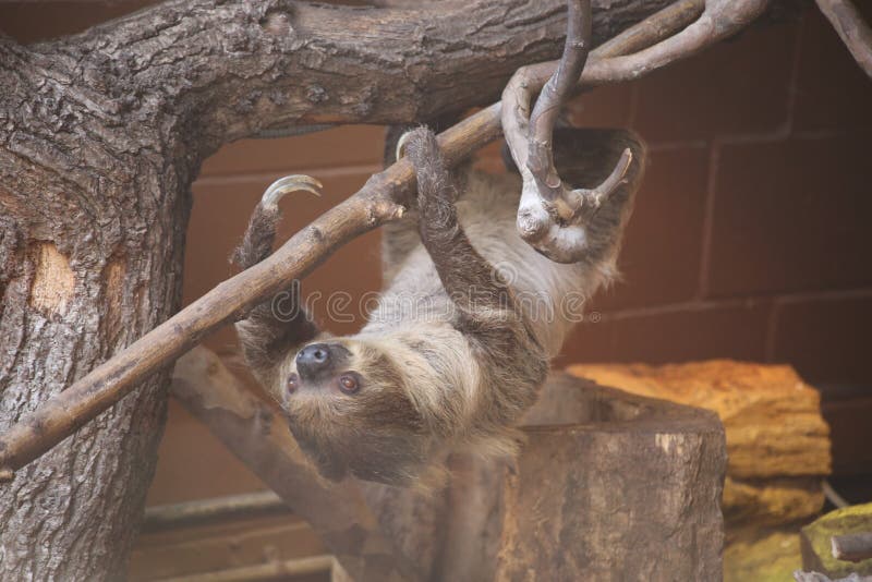 Three-toad Sloth in London ZOO Stock Image - Image of rain, garden ...