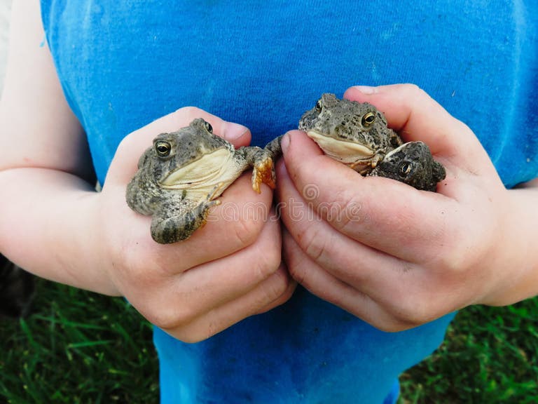 Three Toads Held in a Child S Hands Stock Image - Image of kids, hands ...