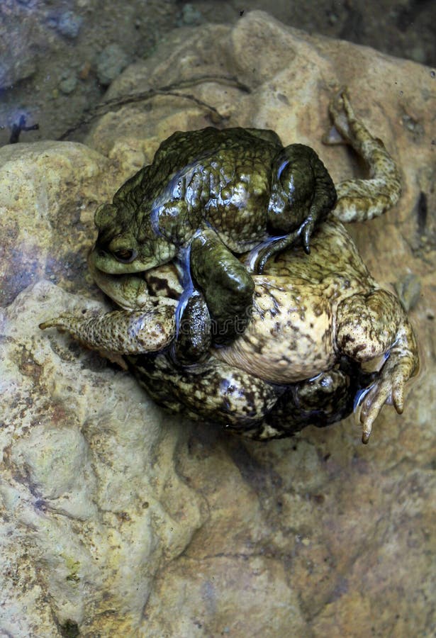 Three Toads. Menage a Trois Froggy Style Stock Image - Image of ...