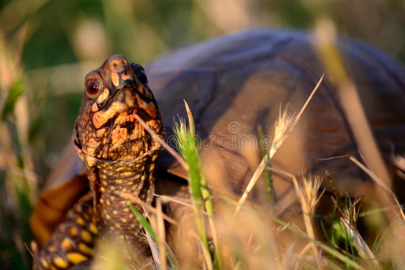 Three toed box turtle stock image. Image of carolina - 47061337