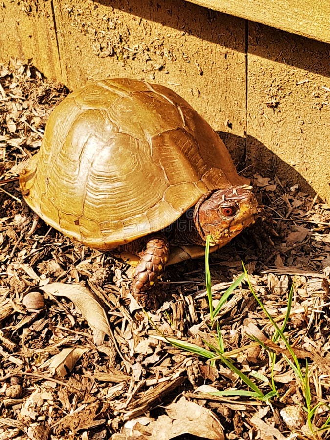 Three-toed box turtle stock image. Image of sunny, grass - 96544561