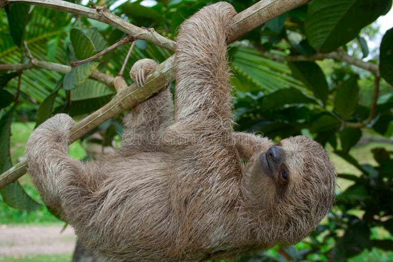 Young 3 Toed Sloth in Its Natural Habitat. Amazon River, Peru Stock ...