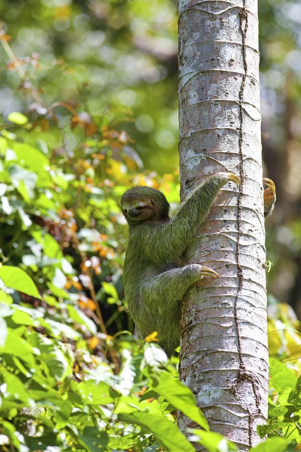 Three-toed Sloth Order Pilosa, Tree-dwelling Mammal Noted for Its ...
