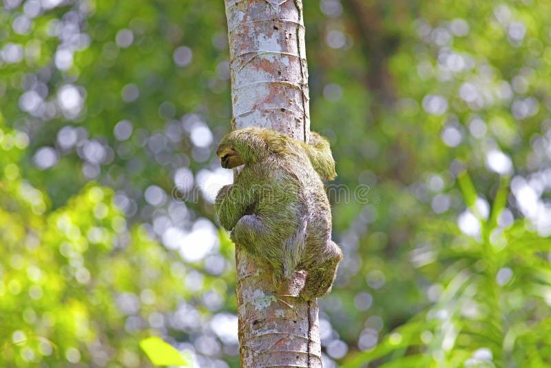 Three-toed Sloth stock image. Image of moving, green - 22876587