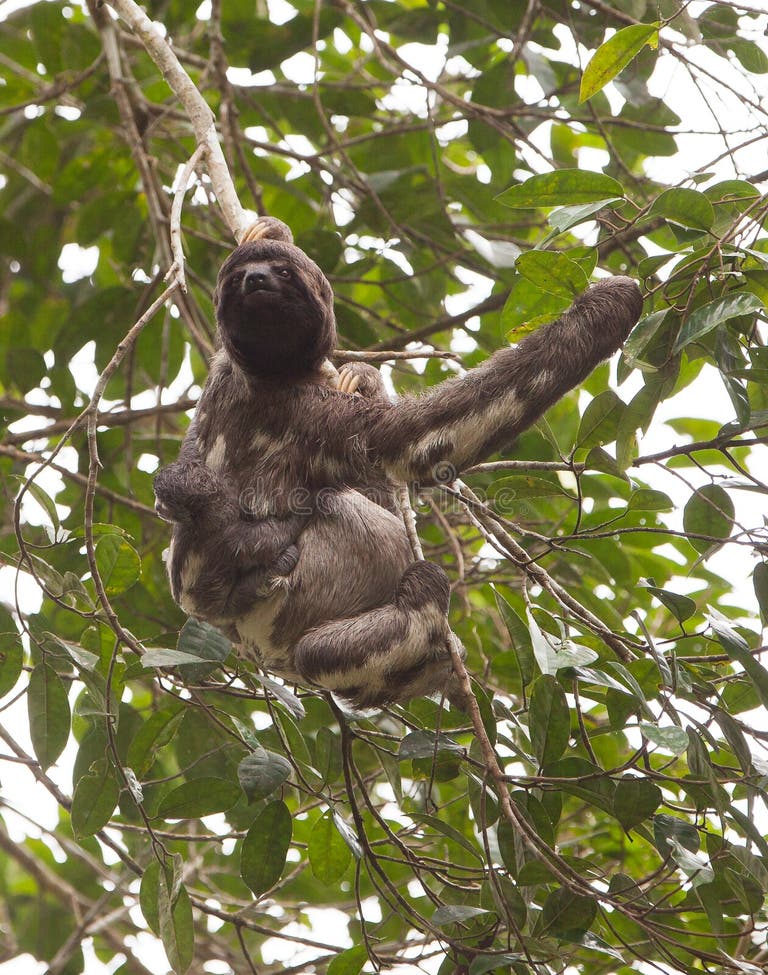 109 Baby Three Toed Sloth Stock Photos - Free & Royalty-Free Stock ...