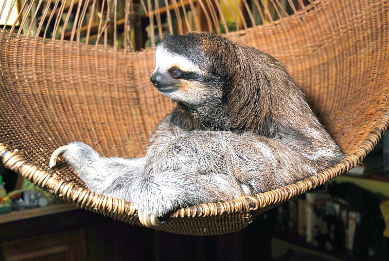 Young 3 Toed Sloth in Its Natural Habitat. Amazon River, Peru Stock ...