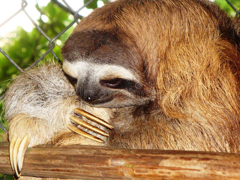 Three Toed Sloth editorial image. Image of beautiful - 49588420