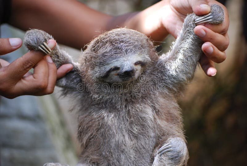 Three toed sloth baby stock image. Image of rain, foliavore - 21661659