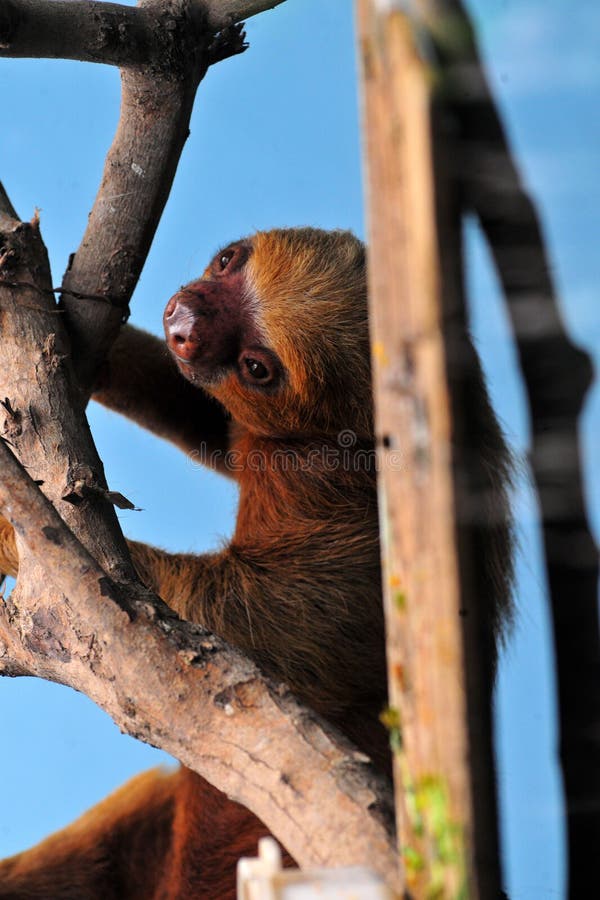 Three-toed Sloth Bear Coming Down from a Tree Zoo Lima Peru Stock Photo ...