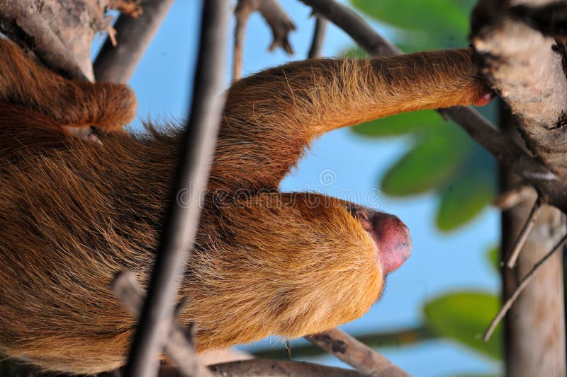 Three-toed Sloth Bear Coming Down from a Tree Zoo Lima Peru Stock Photo ...