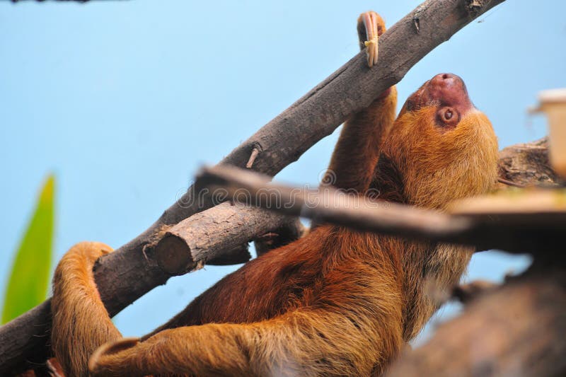 Three-toed Sloth Bear Coming Down from a Tree Zoo Lima Peru Stock Image ...