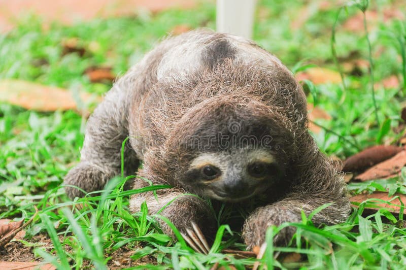 Three-toed Sloth Bear Lying on the Grass Stock Image - Image of three ...