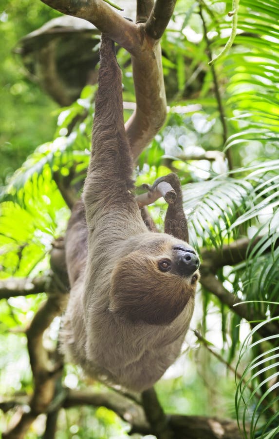Young 3 Toed Sloth in Its Natural Habitat. Amazon River, Peru Stock ...