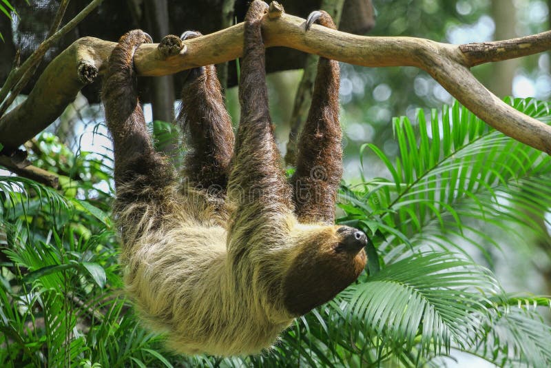 Three Toed Sloth Climbs stock photo. Image of tree, food - 42032688