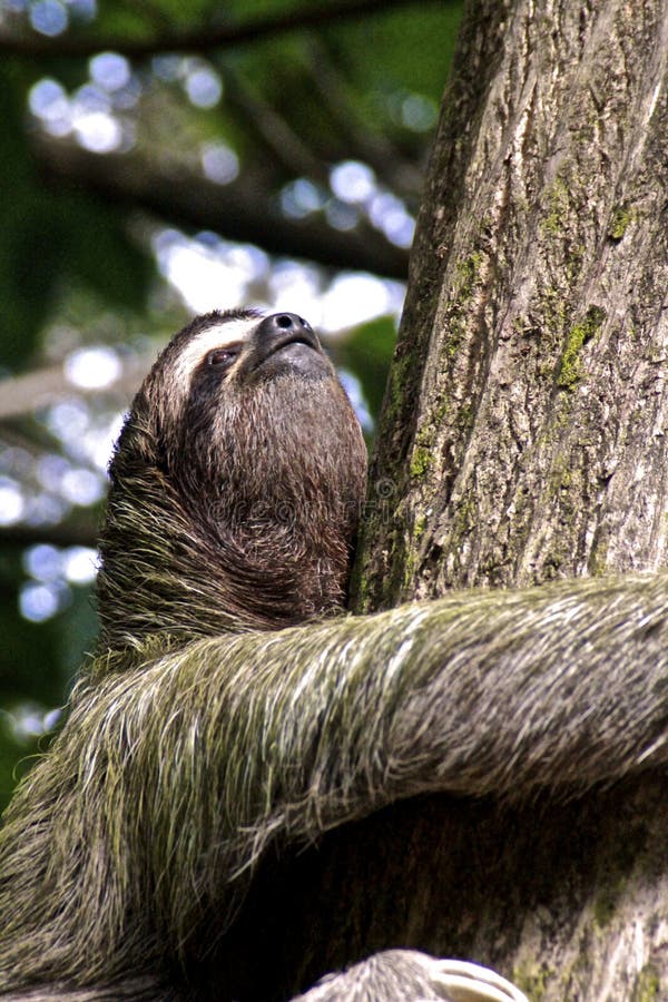 Three-toed sloth, Close-up stock photo. Image of denizen - 20059714