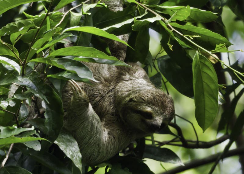 Three-toed Sloth (Bradypus Infuscatus), Taken In Costa Rica Stock Image ...