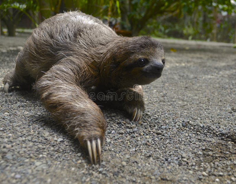 Sloths Crawling