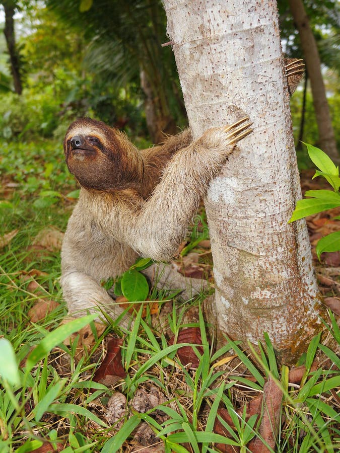 Sloth on the Ground Ready To Climb on a Tree Stock Image - Image of ...