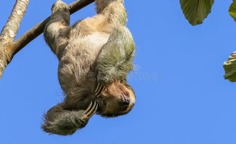 Three Toed Sloth Hanging in a Tree Stock Photo - Image of dschungel ...