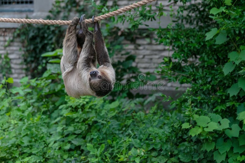 Three-toed Sloth Hanging on a Rope Surrounded by Greenery in a Forest ...