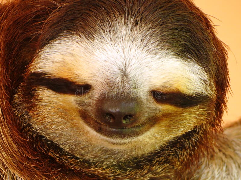 Three Toed Sloth editorial stock photo. Image of summer - 49429023