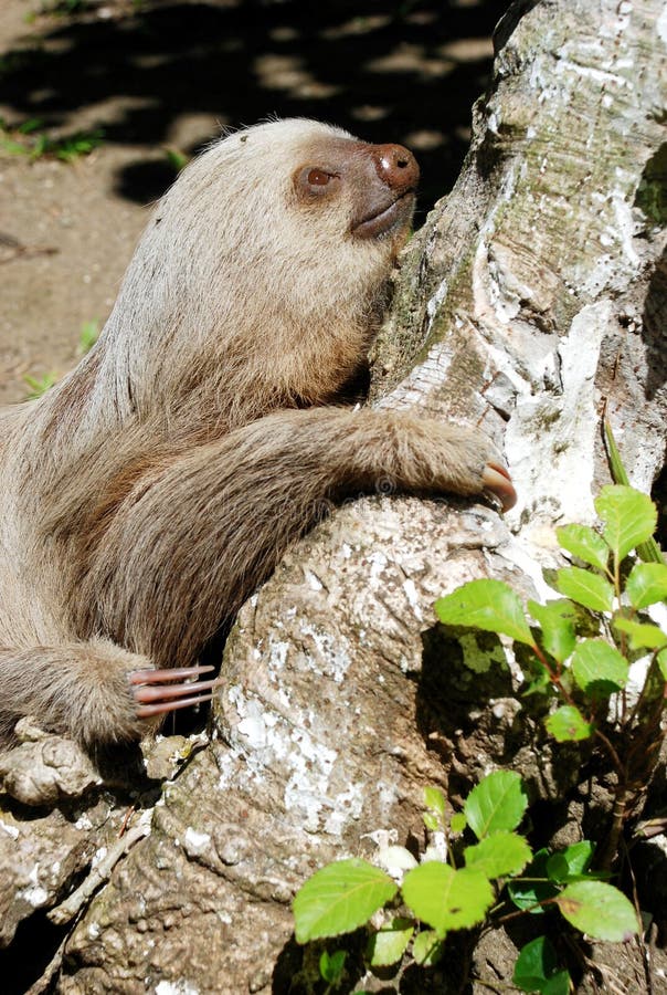 Two-toed Sloth Sleeping In Tree Stock Image - Image of toed, creature ...