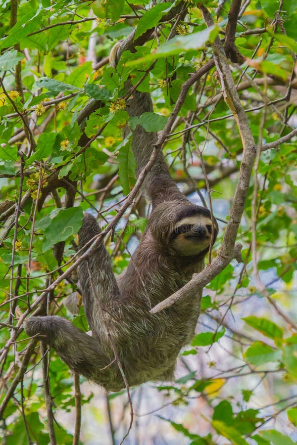 Young 3 Toed Sloth In Its Natural Habitat. Amazon River, Peru Stock ...