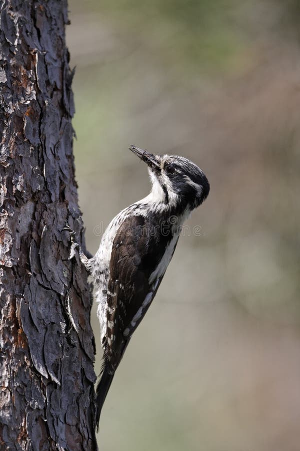 Three-toed Woodpecker, Picoides Tridactylus Stock Photo - Image of bird ...