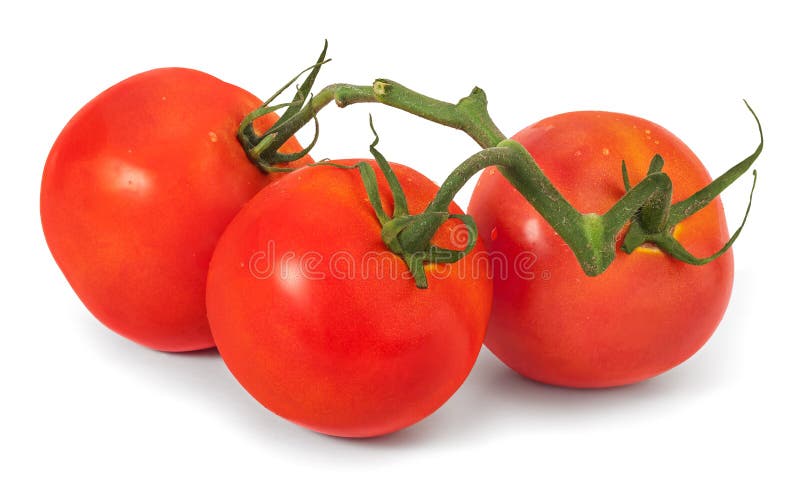 Three tomatoes stock photo. Image of healthy, vegetable - 76622780