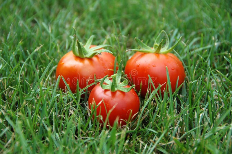 Three tomatoes in grass stock photo. Image of nutrient - 2896146