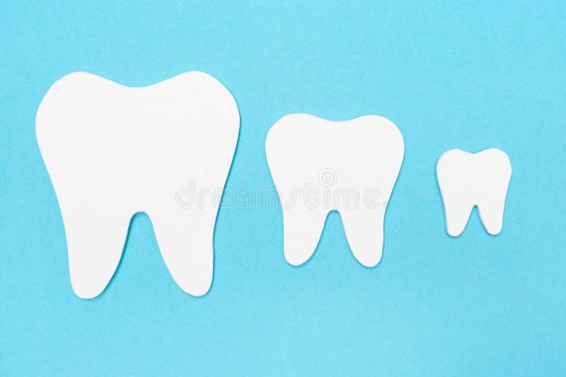 Three Tooth Models of Different Sizes on a Blue Background. Teeth ...