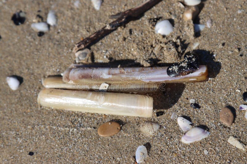 Three Tooth Sticks and a Shell on the Sand and Some Shells Stock Photo ...