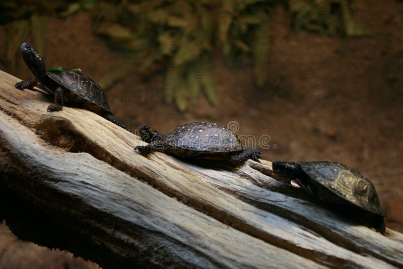 Three Tortoises on a Section of a Log Stock Image - Image of bronze ...