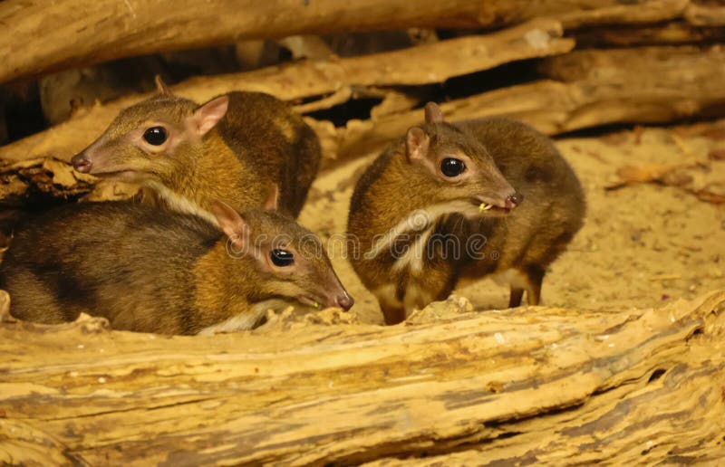 Three Tragulus from the Warsaw Zoo. Stock Image - Image of deer, zoos ...