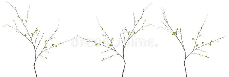 Three Tree Branches with Few Young Leaves on White Background Stock ...