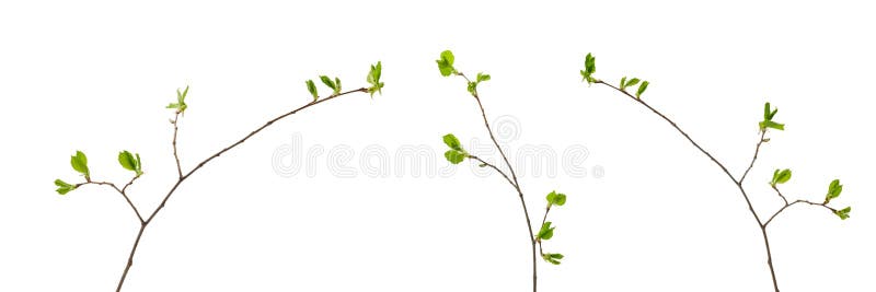 Three Tree Branches with Young Leaves on White Background Stock Photo ...