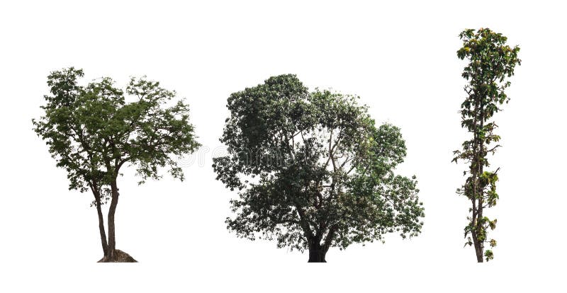 Three Tree Dicut on White Background Save in Jpg File Clipping P Stock ...