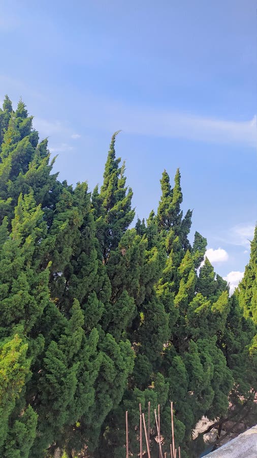 This is Three Tree Everybody Stock Photo - Image of woodland, everybody ...